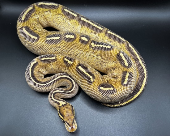 Freeway Ball Python by Red Moon Royals LLC