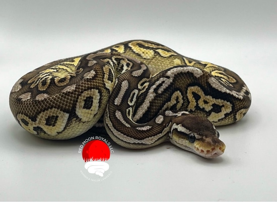 Cypress Cinnamon Honey Ball Python by Red Moon Royals LLC