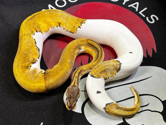 SuperFly Pied Ball Python by Red Moon Royals LLC
