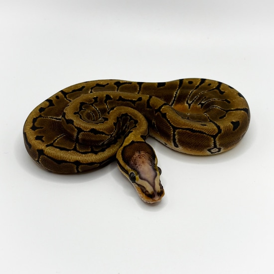 Enchi Pinstripe Microscale Ball Python by Red Moon Royals LLC