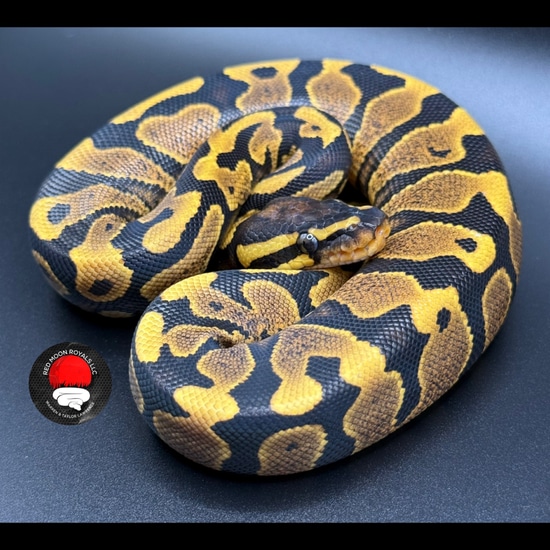 Orange Dream Yellow Belly Ball Python by Red Moon Royals LLC