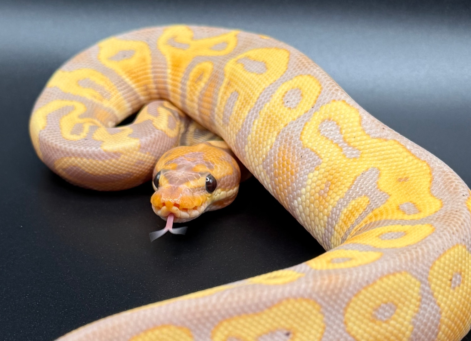 Banana Leopard Het Clown