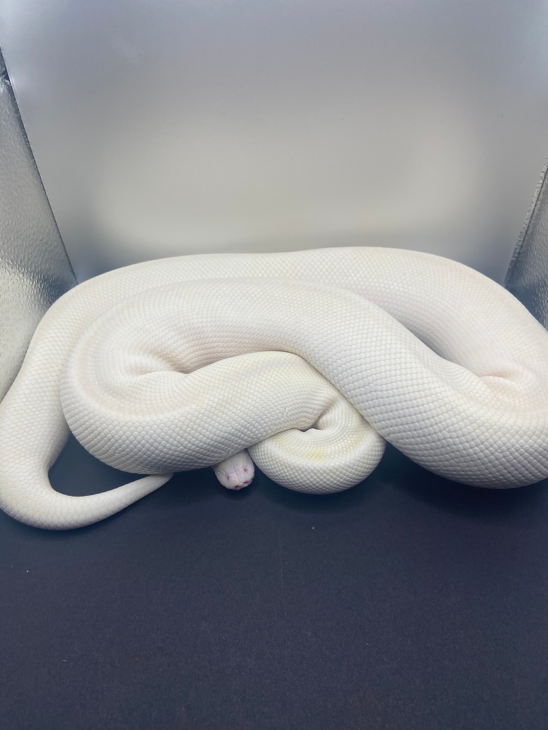 Mystic Lesser RTB Ball Python by Gothic Exotics - MorphMarket