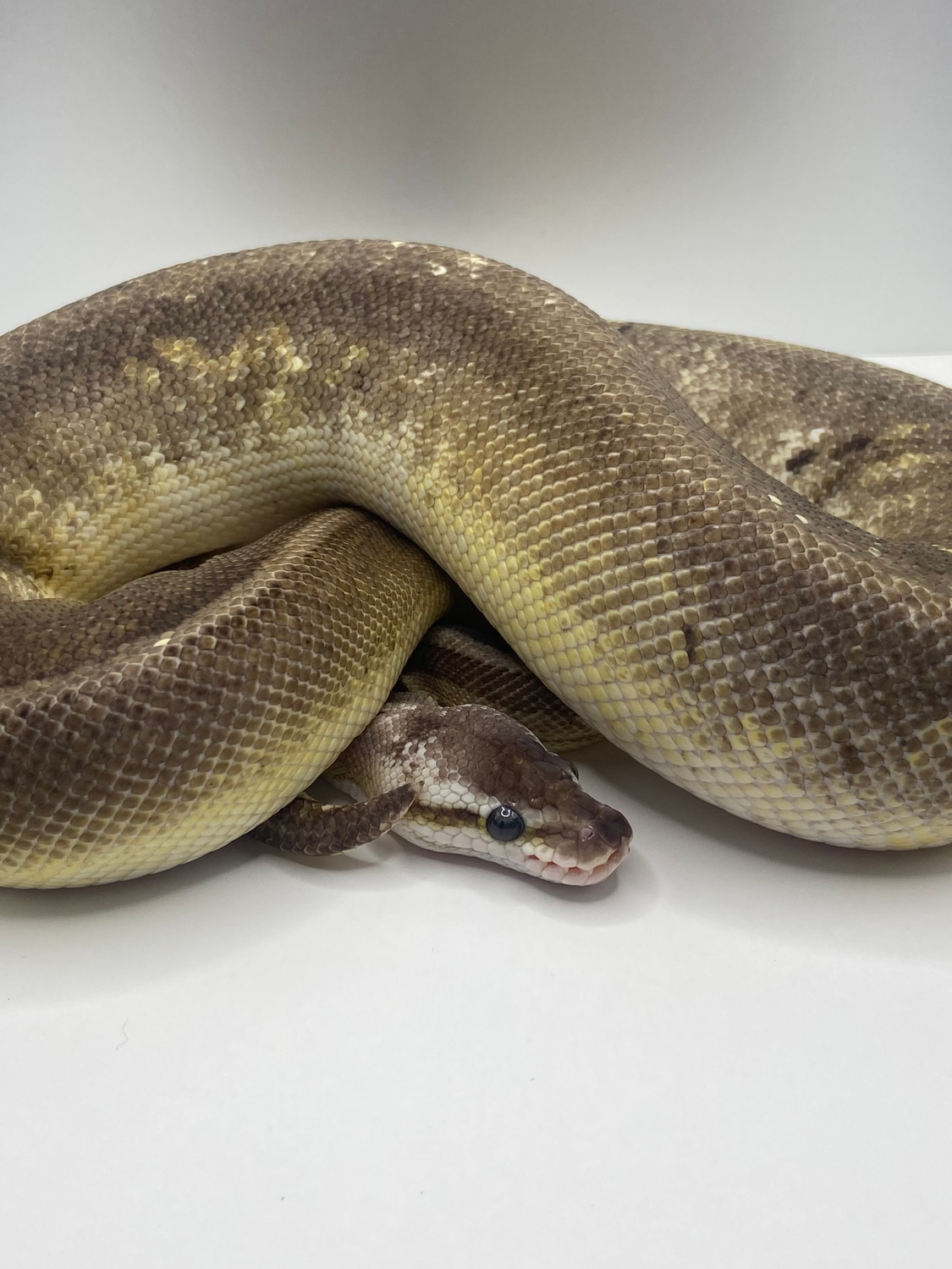 Super Stripe Oreo Blizzard Ball Python by Gothic Exotics - MorphMarket