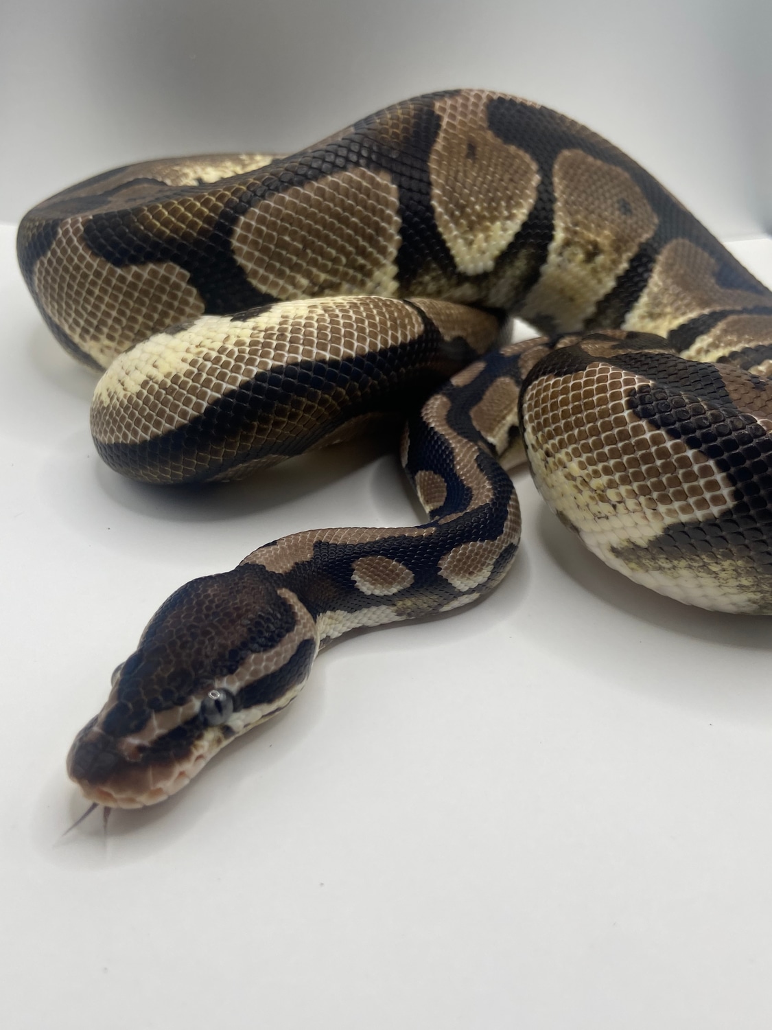 Pastel Super Tiger Jolliff Axanthic Ball Python by Gothic Exotics ...