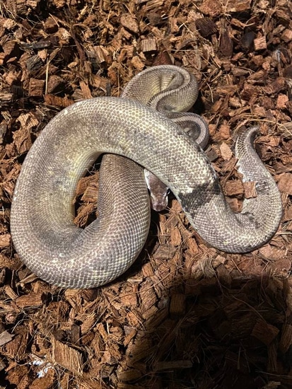 Super Stripe Oreo Blizzard Ball Python by Gothic Exotics