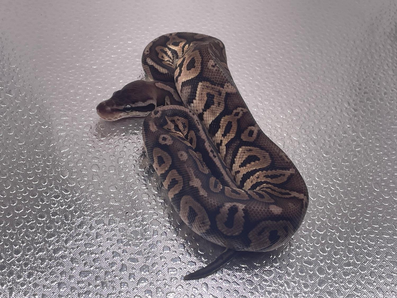 Black Pewter 66% Het Pied (Pos Sandblast) Ball Python by Gothic Exotics ...