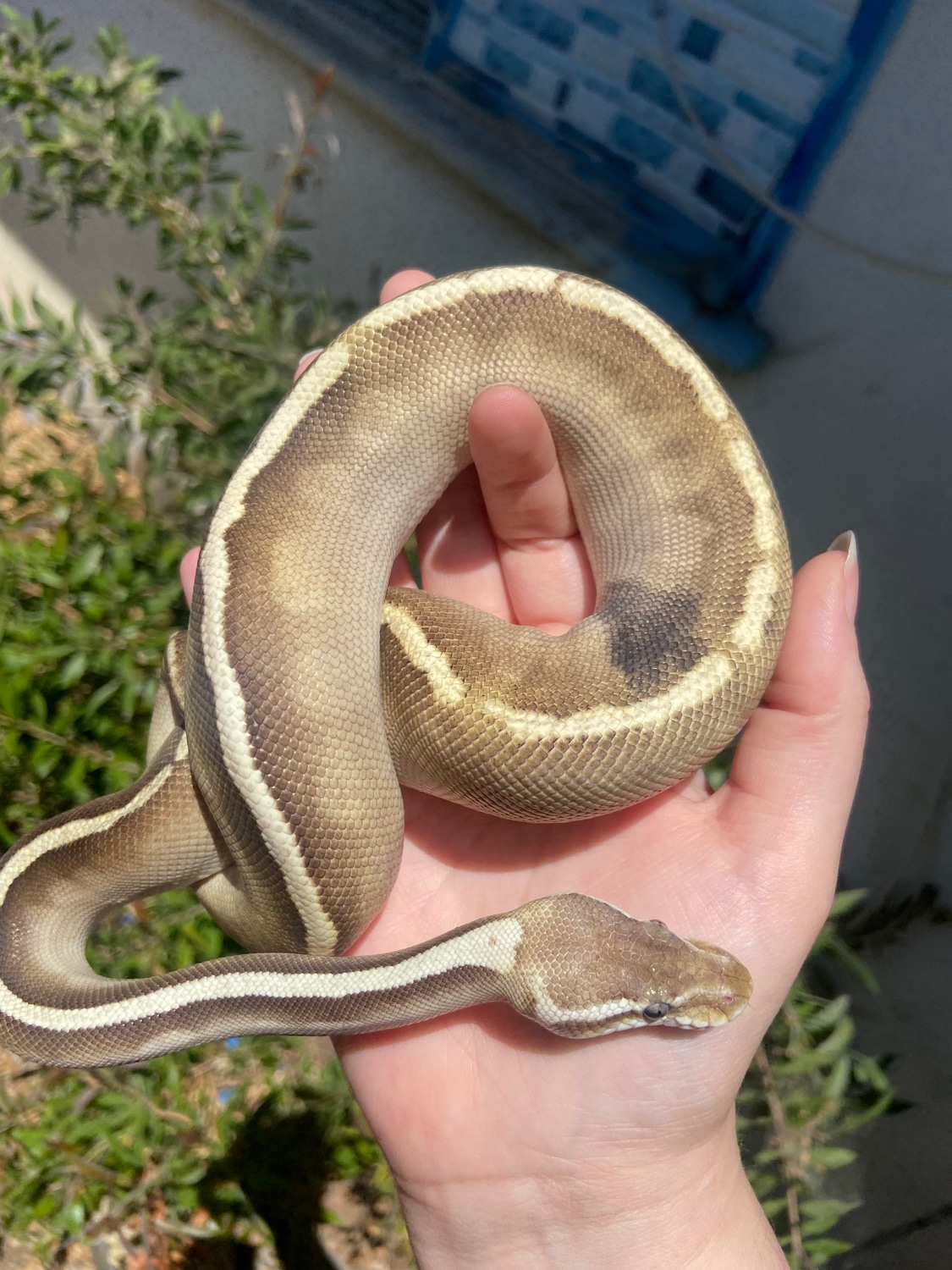 GHI Mojave Cinnamon Vanilla Het Clown Ball Python by Gothic Exotics ...