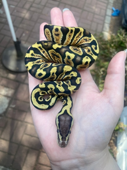 GHI Pastel Het Clown Ball Python by Gothic Exotics