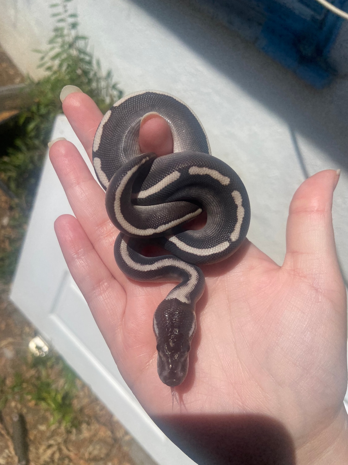 GHI Mojave Cinnamon Het Clown Ball Python by Gothic Exotics - MorphMarket