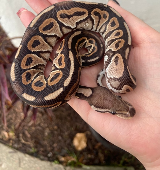 ** FREE, READ CAPTION** Cinnamon Vanilla Het Clown Ball Python by ...
