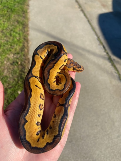 Red Stripe YellowBelly Clown Ball Python by Gothic Exotics