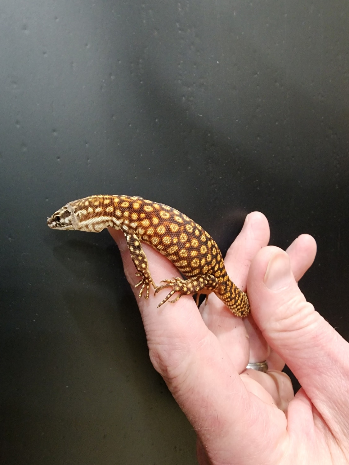 Rare Earth Bloodline Red Ackies (Last One!!!) Spiny-Tailed Monitor by ...