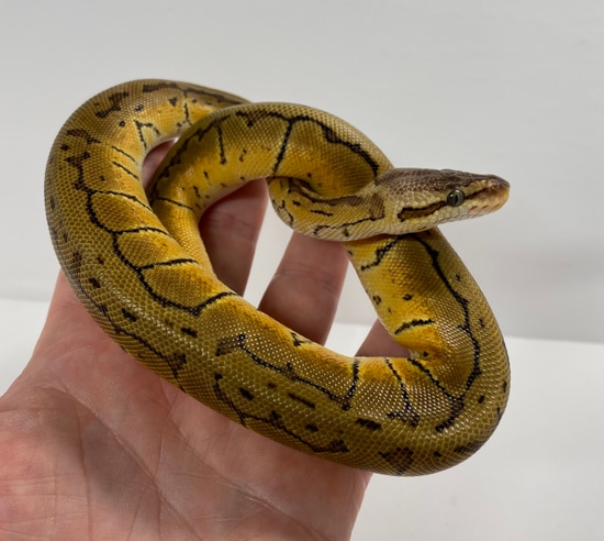 Lemonblast Ball Python by Tyler’s Toxic Balls