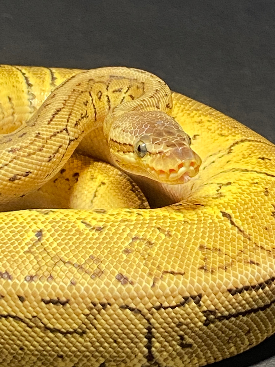 Pastel Pinstripe Woma Het Pied Ball Python by Tyler’s Toxic Balls ...