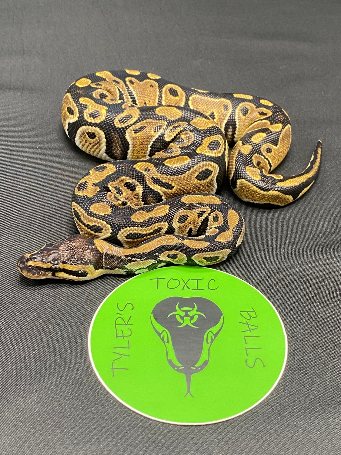 Het Clown/Pied Ball Python by Tyler’s Toxic Balls - MorphMarket