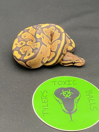 Hypo Het Pied Ball Python by Tyler’s Toxic Balls