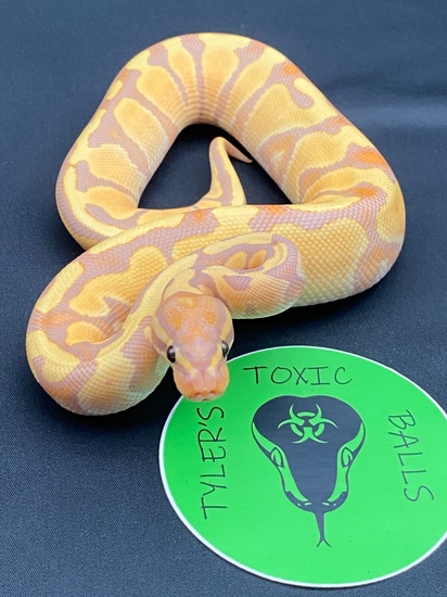 Banana Enchi Hypo Het Pied Ball Python by Tyler’s Toxic Balls