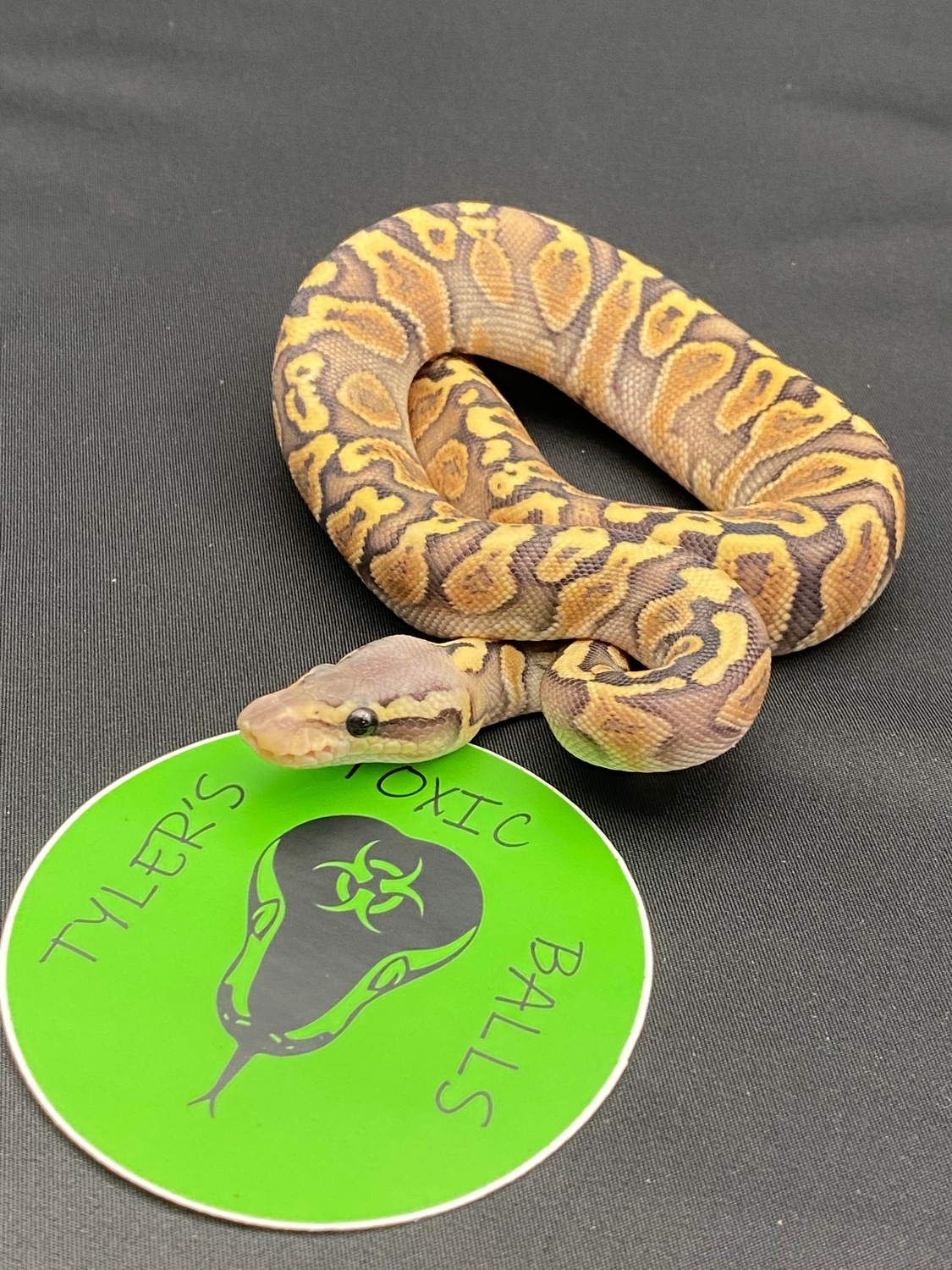 Pastel GHI Hypo Ball Python by Tyler’s Toxic Balls - MorphMarket
