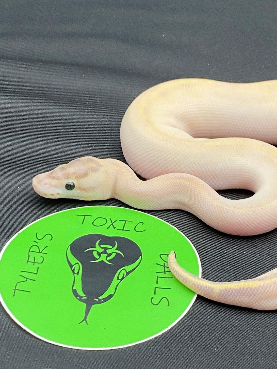 Ivory Het Pied (Pos KRG Phantom) Ball Python by Tyler’s Toxic Balls ...