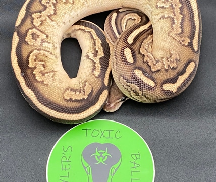Pastel Black Pastel KRG Butter Or Lesser 66%Hypo 50%pied Ball Python by Tyler’s Toxic Balls ...