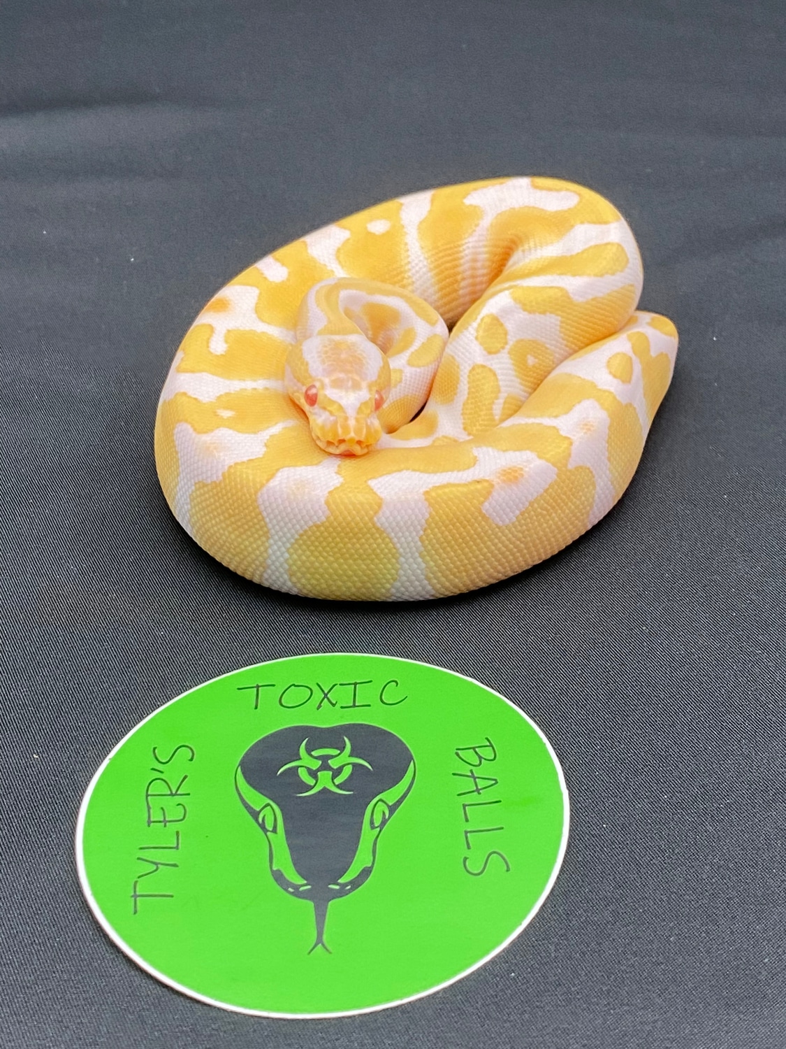 Albino Het Pied Ball Python by Tyler’s Toxic Balls - MorphMarket