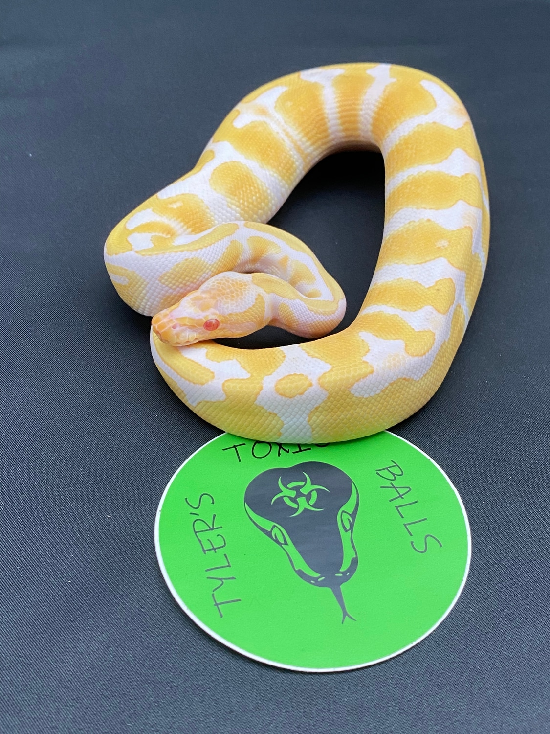 Albino Het Pied Ball Python by Tyler’s Toxic Balls - MorphMarket