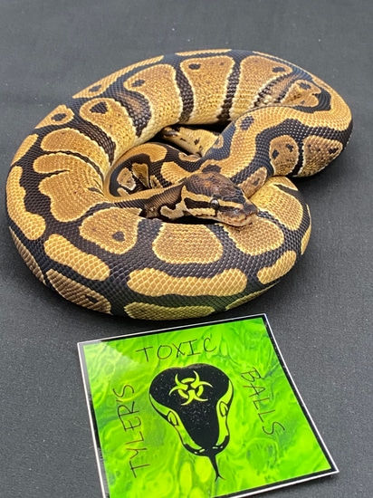 Het Hypo/Pied Ball Python by Tyler’s Toxic Balls
