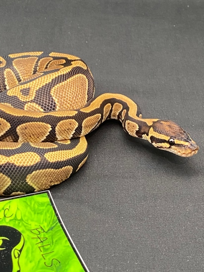 Het Hypo/Pied Ball Python by Tyler’s Toxic Balls