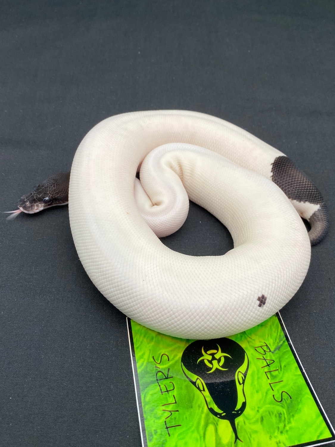 Panda Pied (Super Black Pastel) Ball Python by Tyler’s Toxic Balls ...