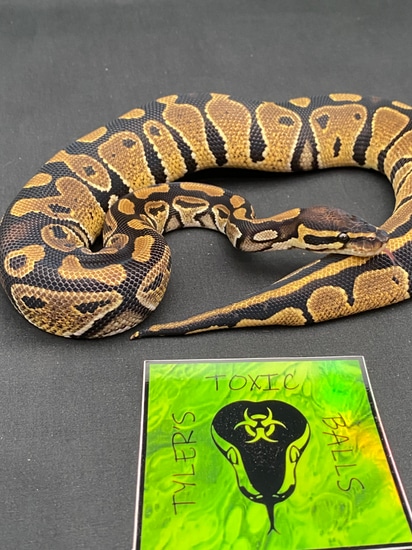 Yellowbelly Het Pied Ball Python by Tyler’s Toxic Balls