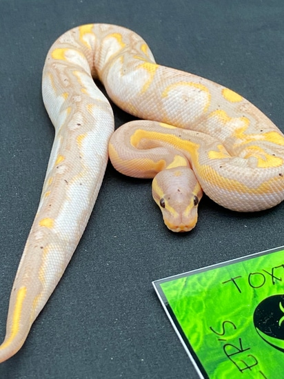 Banana Chocolate Calico Ball Python by Tyler’s Toxic Balls
