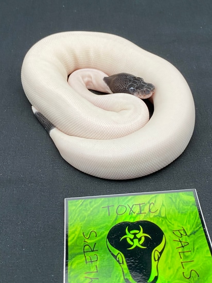 Panda Pied (Super Black Pastel) Ball Python by Tyler’s Toxic Balls