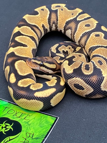Super OD YB 50% Het Clown/Pied Ball Python by Tyler’s Toxic Balls