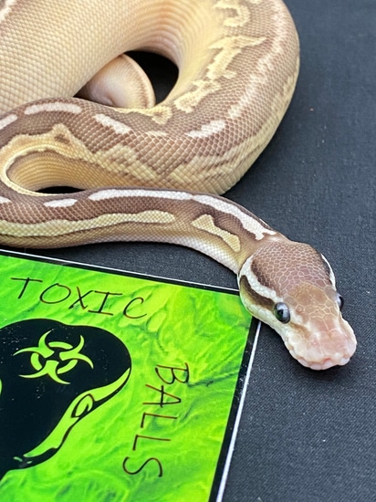 Pastel Black Pastel KRG Butter Or Lesser 66%Hypo 50%pied Ball Python by ...