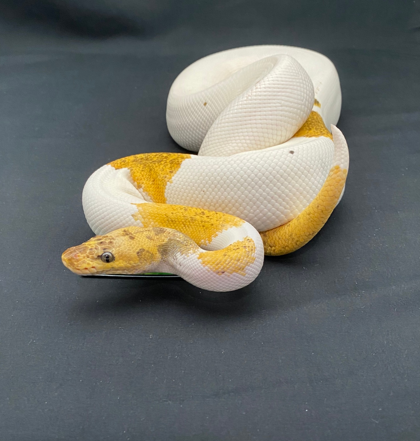 Pastel Clown Pied (Pos Super Pastel) Ball Python by Tyler’s Toxic Balls ...