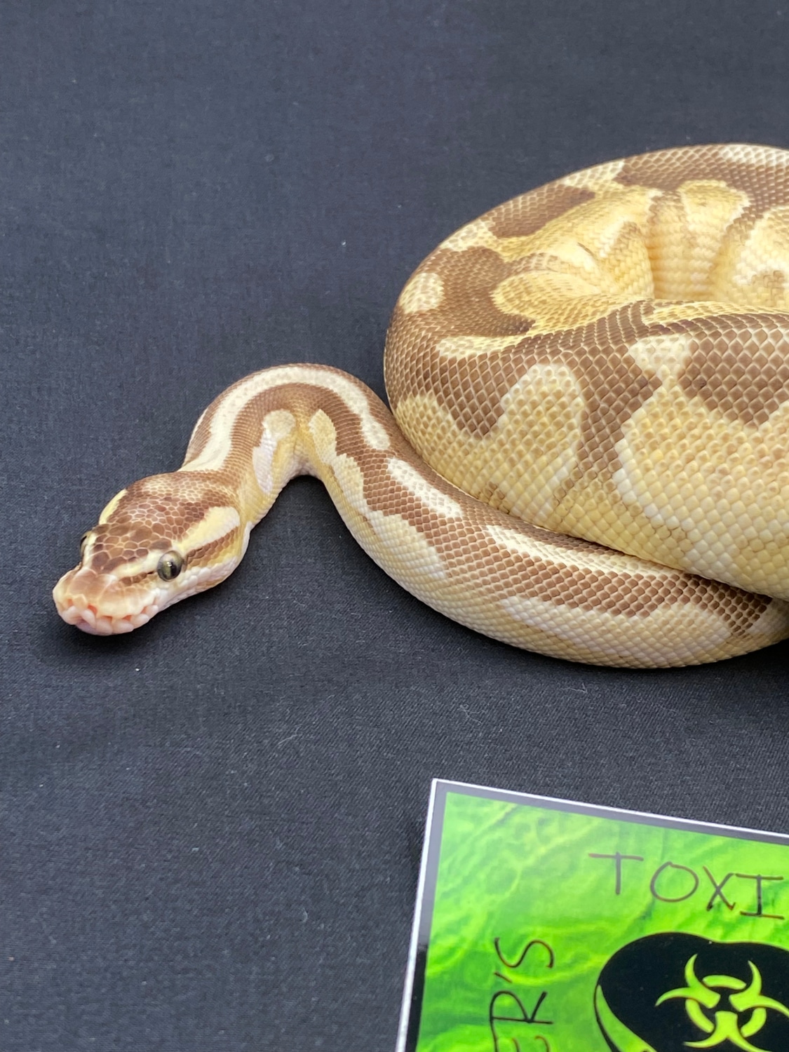 Pastel Enchi Lesser Sulfur Het Pied 66% Het Hypo Ball Python by Tyler’s Toxic Balls - MorphMarket