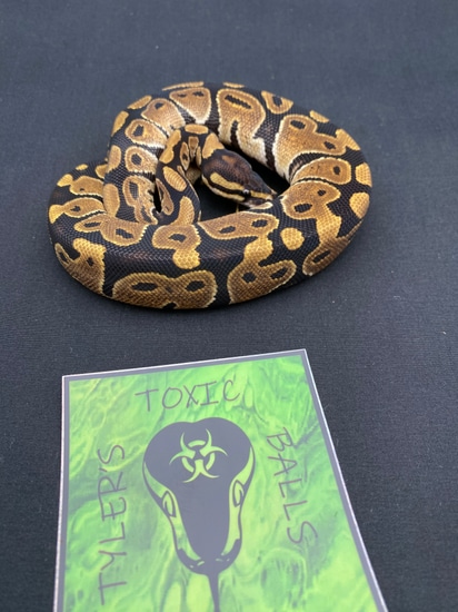 Het Monarch Ball Python by Tyler’s Toxic Balls