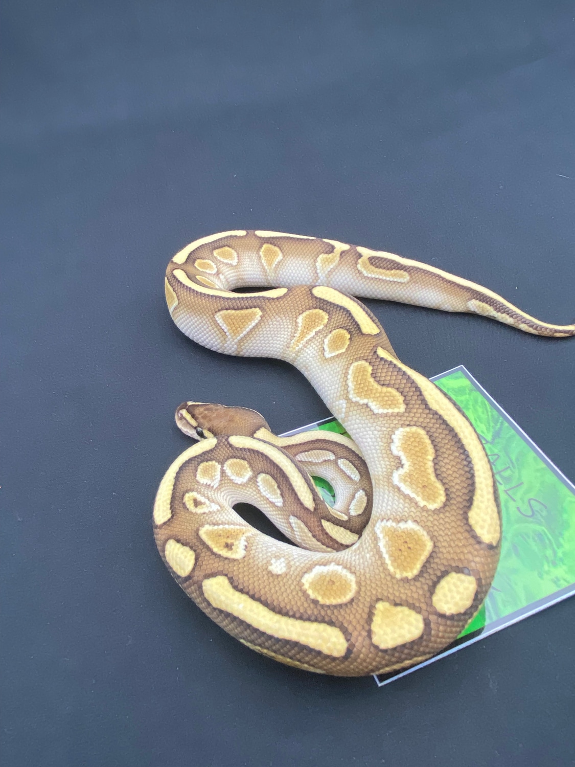 Lesser Huffman Het Hypo Pos Het Pied Ball Python by Tyler’s Toxic Balls ...