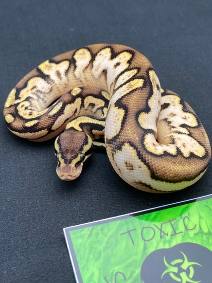 Firefly Calico Het Monarch Ball Python by Tyler’s Toxic Balls