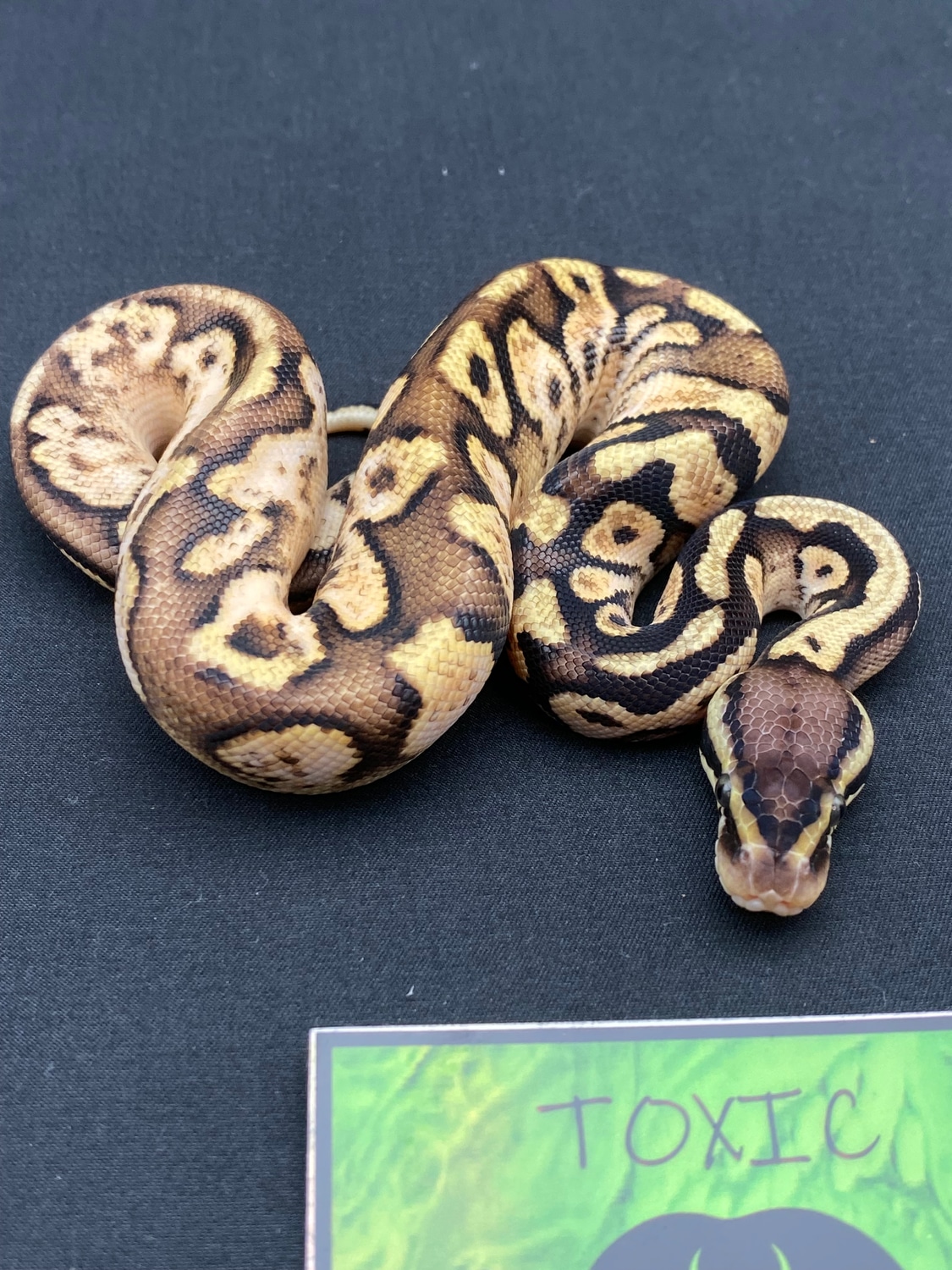 Firefly Calico Het Monarch Pos Het Pied Ball Python by Tyler’s Toxic ...