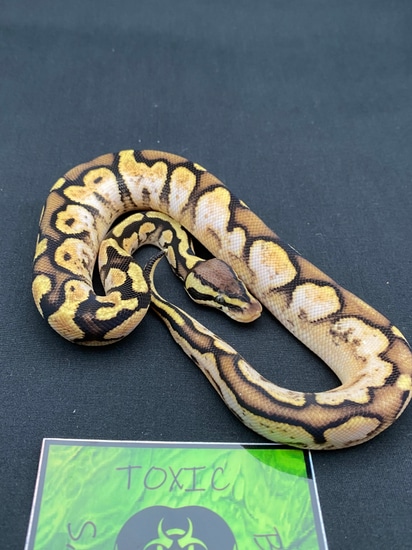 Pastel Calico Het Monarch Ball Python by Tyler’s Toxic Balls