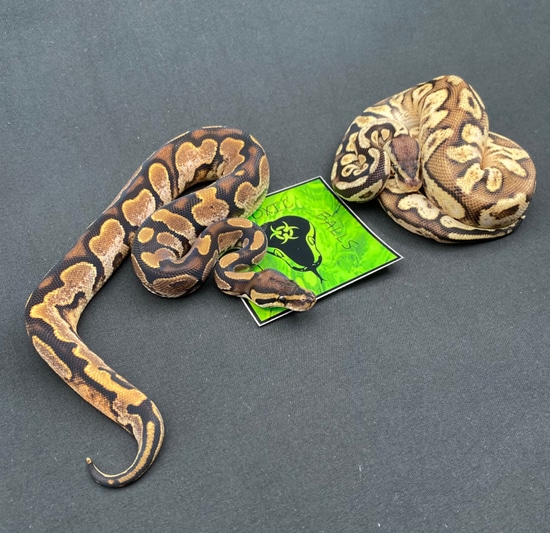 1.1 Het Monarch Pair (No Reserve) Ball Python by Tyler’s Toxic Balls