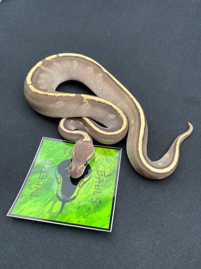 GHI Black Pastel Mojave Fire Yellowbelly 66% Het Pied Ball Python by ...