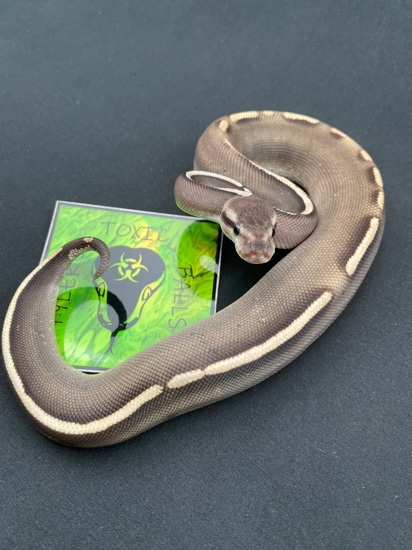 GHI Black Pastel Mojave Yellowbelly 66% Het Pied Ball Python by Tyler’s ...