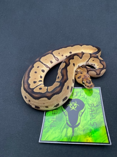 Clown Het Pied Ball Python by Tyler’s Toxic Balls