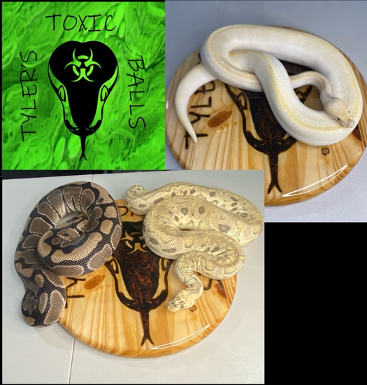 1.2 Clown Breeder Trio Ball Python by Tyler’s Toxic Balls