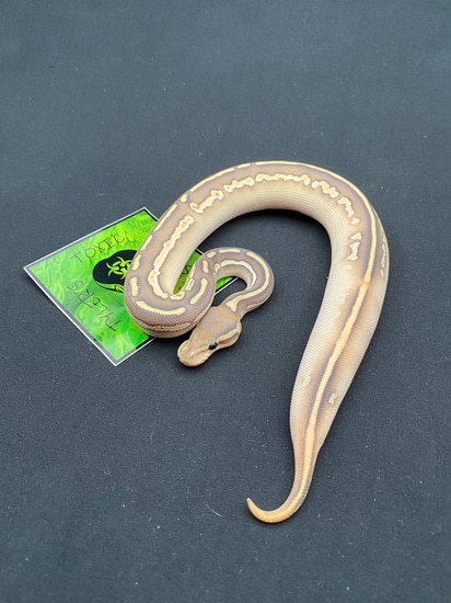Black Pastel Lesser KRG Vanilla Hypo Het Pied Ball Python by Tyler’s Toxic Balls