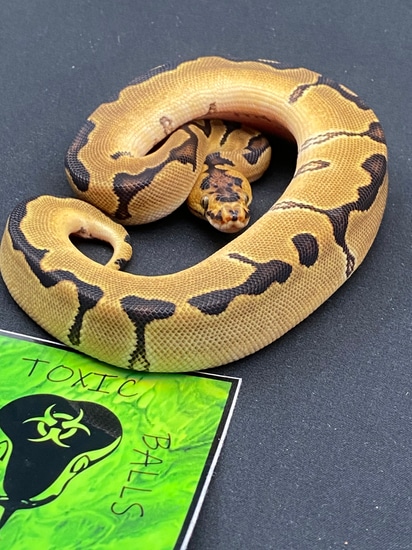 Enchi OD Clown Ball Python by Tyler’s Toxic Balls