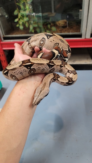 Surinam Red Tail Boa Boa Constrictor by Fantastic Reptiles LLC